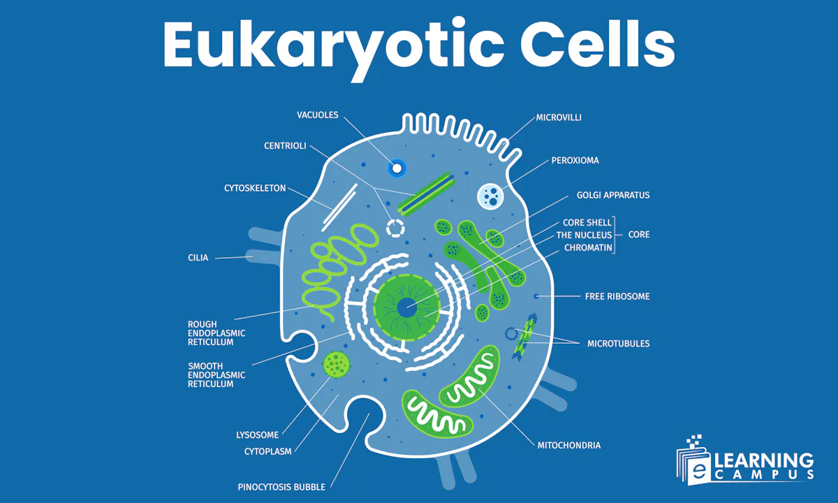 Eukaryotic cells explained with a diagram
