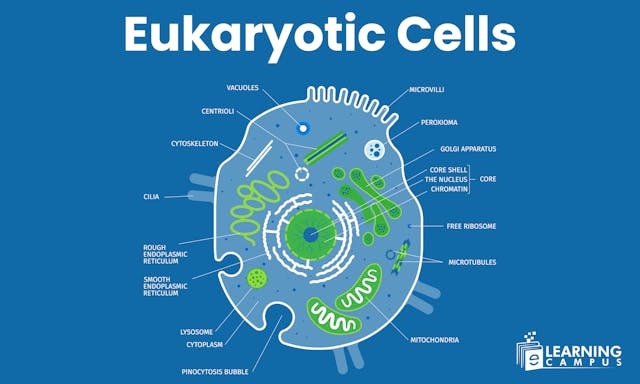 Eukaryotic cells explained with a diagram