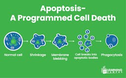 Apoptosis- Definition, Pathways, Morphology and Importance