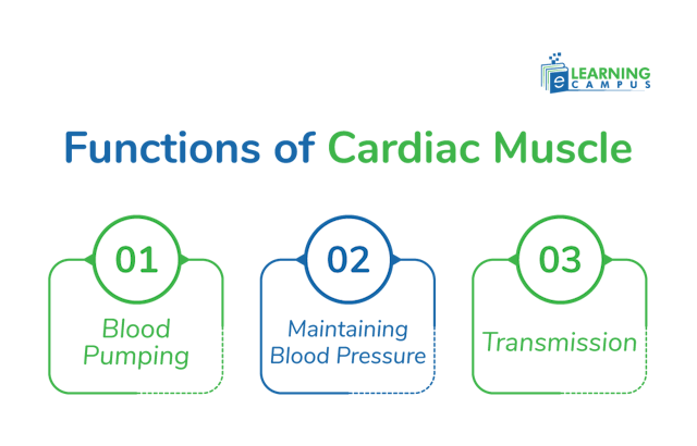 Cardiac vs Skeletal Muscle – Key Differences, Structure and Functions