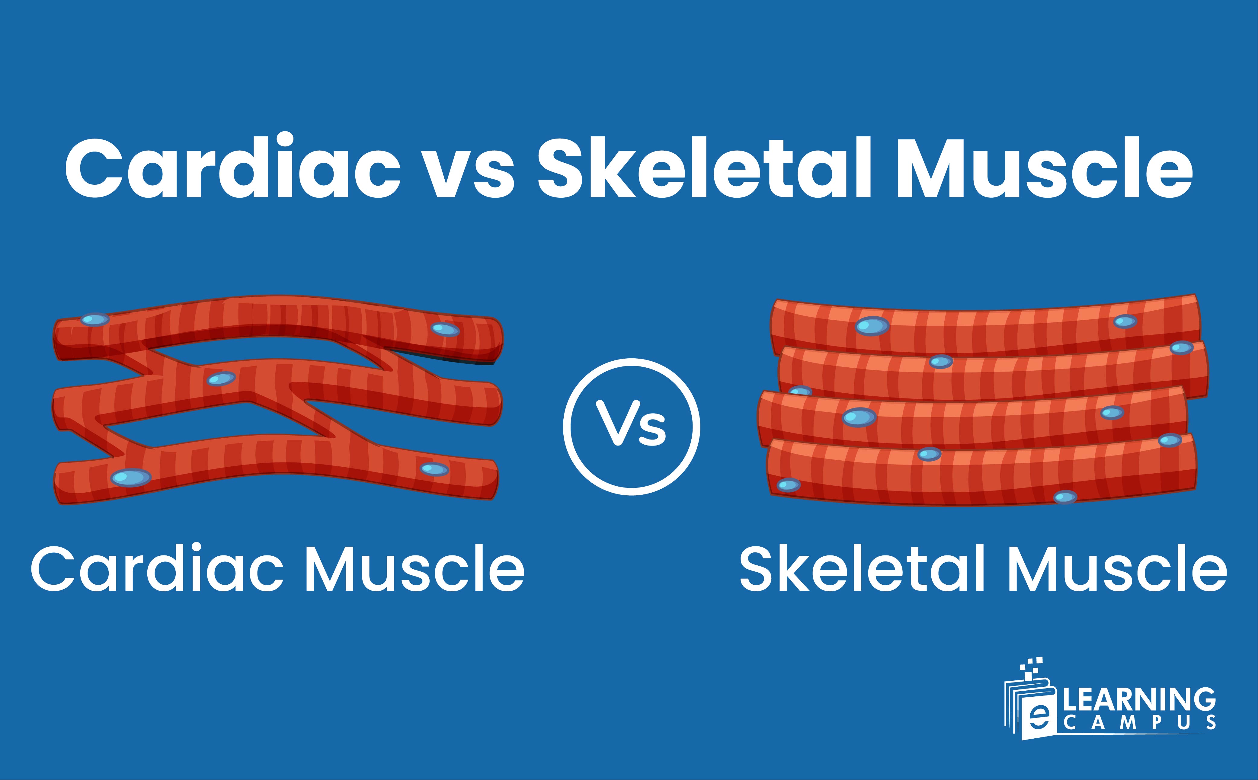 Cardiac vs Skeletal Muscle – Key Differences, Structure and Functions