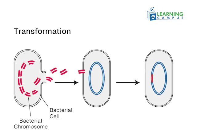 How Do Prokaryotes Reproduce | Biotechnology | Complete Guide
