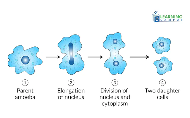 How Do Prokaryotes Reproduce | Biotechnology | Complete Guide
