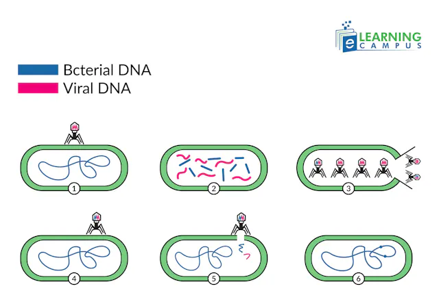 How Do Prokaryotes Reproduce | Biotechnology | Complete Guide