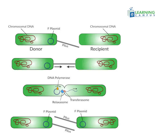 How Do Prokaryotes Reproduce | Biotechnology | Complete Guide