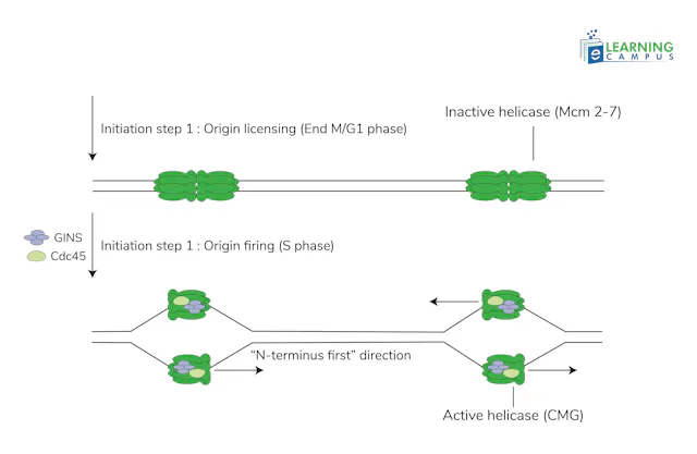 DNA Replication in Eukaryotes |Complete Step, Guide with diagram