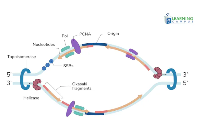 DNA Replication in Eukaryotes |Complete Step, Guide with diagram