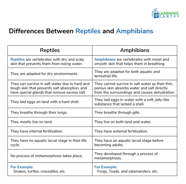Amphibian and Reptile? Here's the Difference - Complete Guide