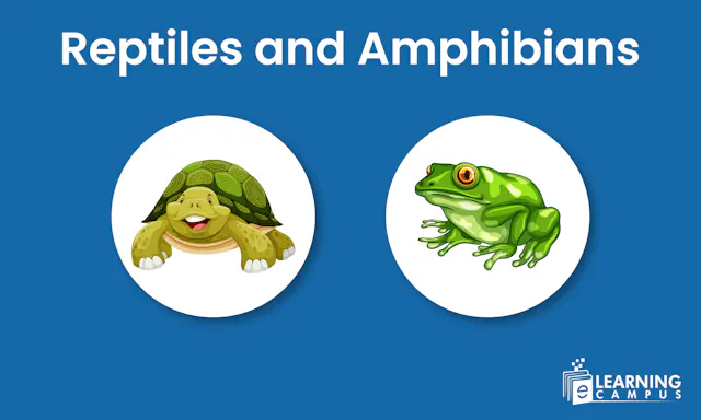Amphibian and Reptile? Here's the Difference - Complete Guide