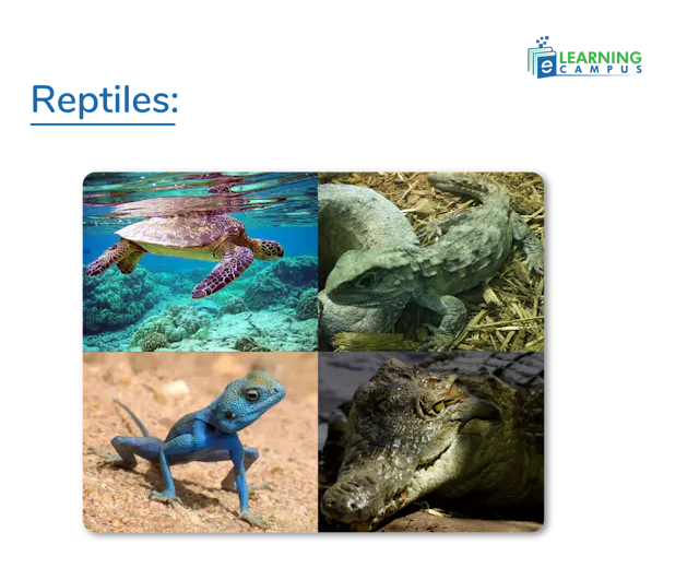 Amphibian and Reptile? Here's the Difference - Complete Guide