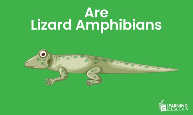 Lizards: Reptiles or Amphibians? Key Differences, Facts Explained