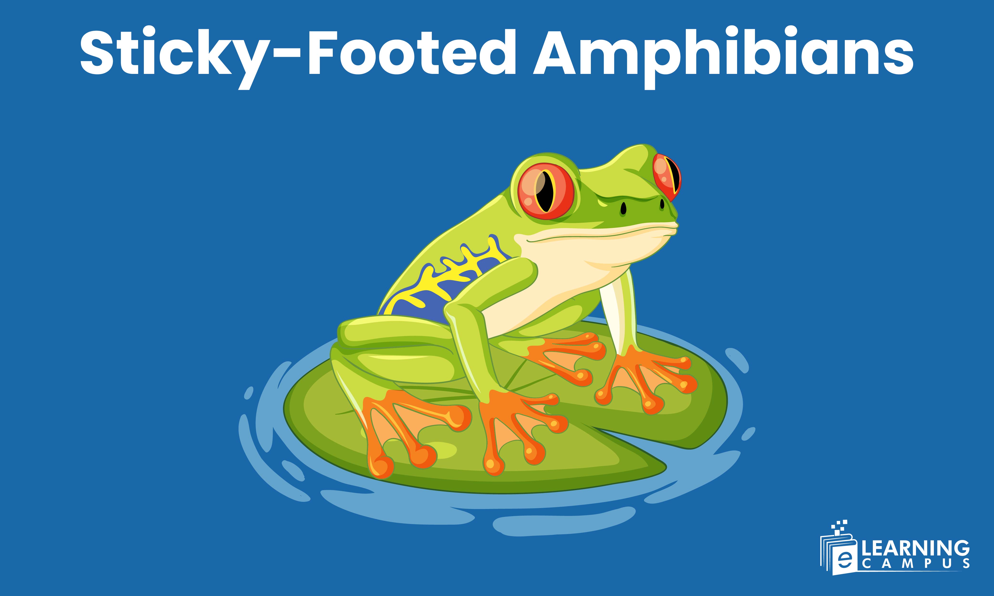 Sticky-Footed Amphibians:Tree Frogs, Adhesive Toe Pads,Climbing