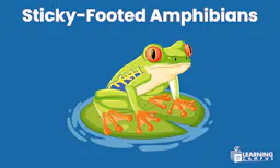 Sticky-Footed Amphibians:Tree Frogs, Adhesive Toe Pads,Climbing