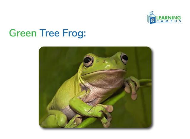 Sticky-Footed Amphibians:Tree Frogs, Adhesive Toe Pads,Climbing
