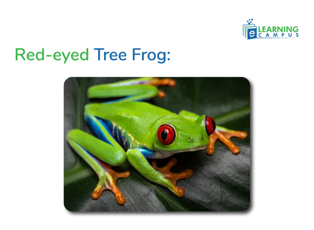 Sticky-Footed Amphibians:Tree Frogs, Adhesive Toe Pads,Climbing