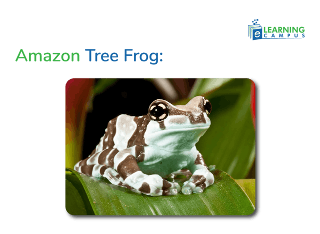 Sticky-Footed Amphibians:Tree Frogs, Adhesive Toe Pads,Climbing