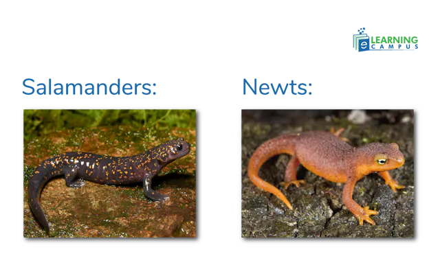 Amphibian Pets Care Guide: Frogs, Salamanders & Axolotls