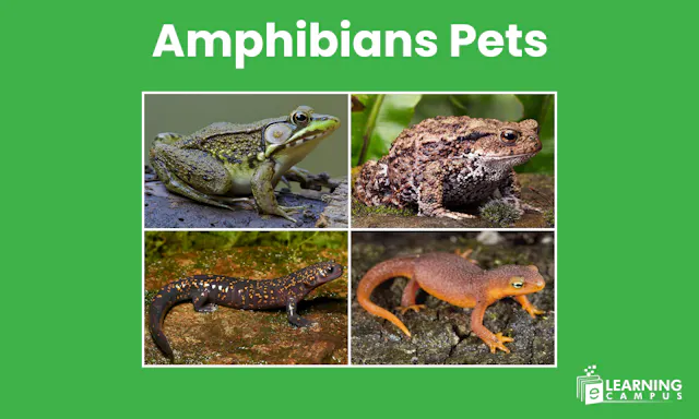 Amphibian Pets Care Guide: Frogs, Salamanders & Axolotls