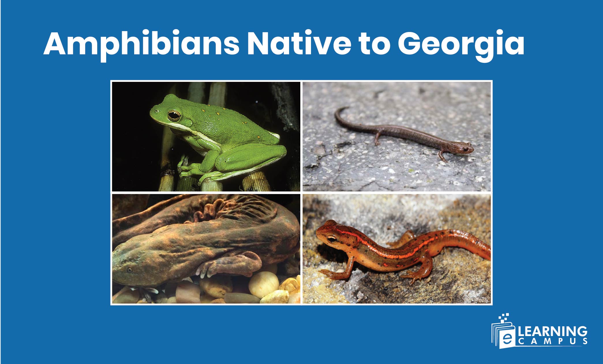 Amphibians Native to Georgia | Frogs,Salamanders & Conservation