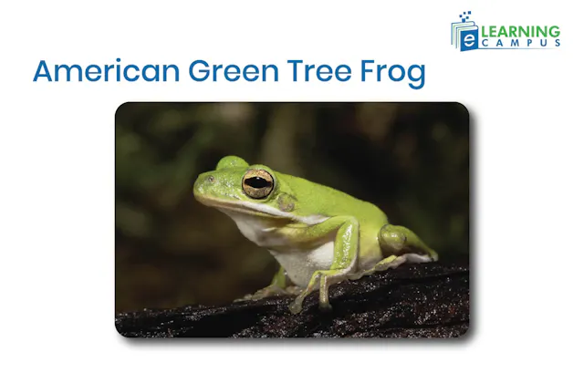 Amphibians Native to Georgia | Frogs,Salamanders & Conservation