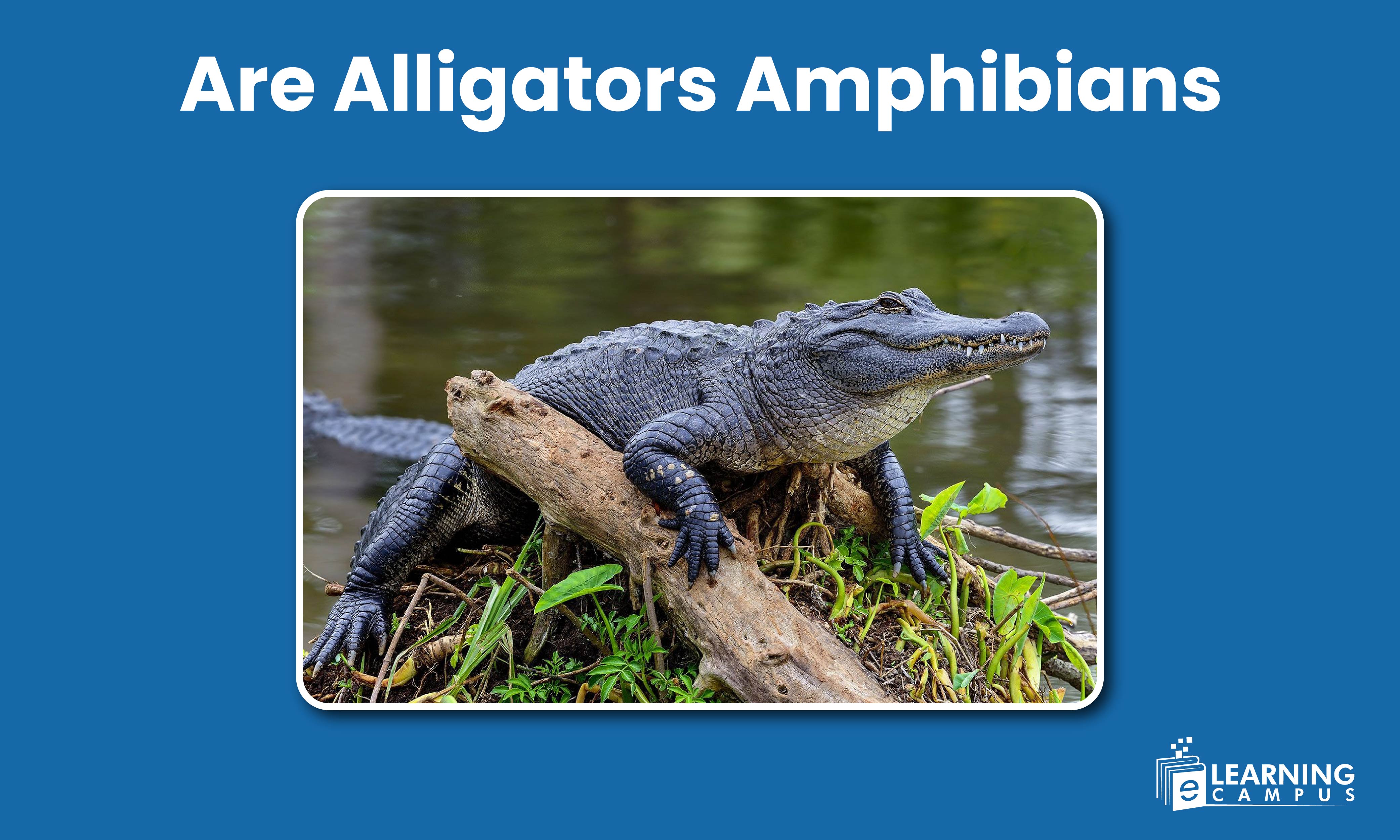 Are Alligators Amphibians or Reptiles? Key Differences Explained