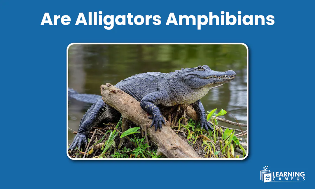 Are Alligators Amphibians or Reptiles? Key Differences Explained