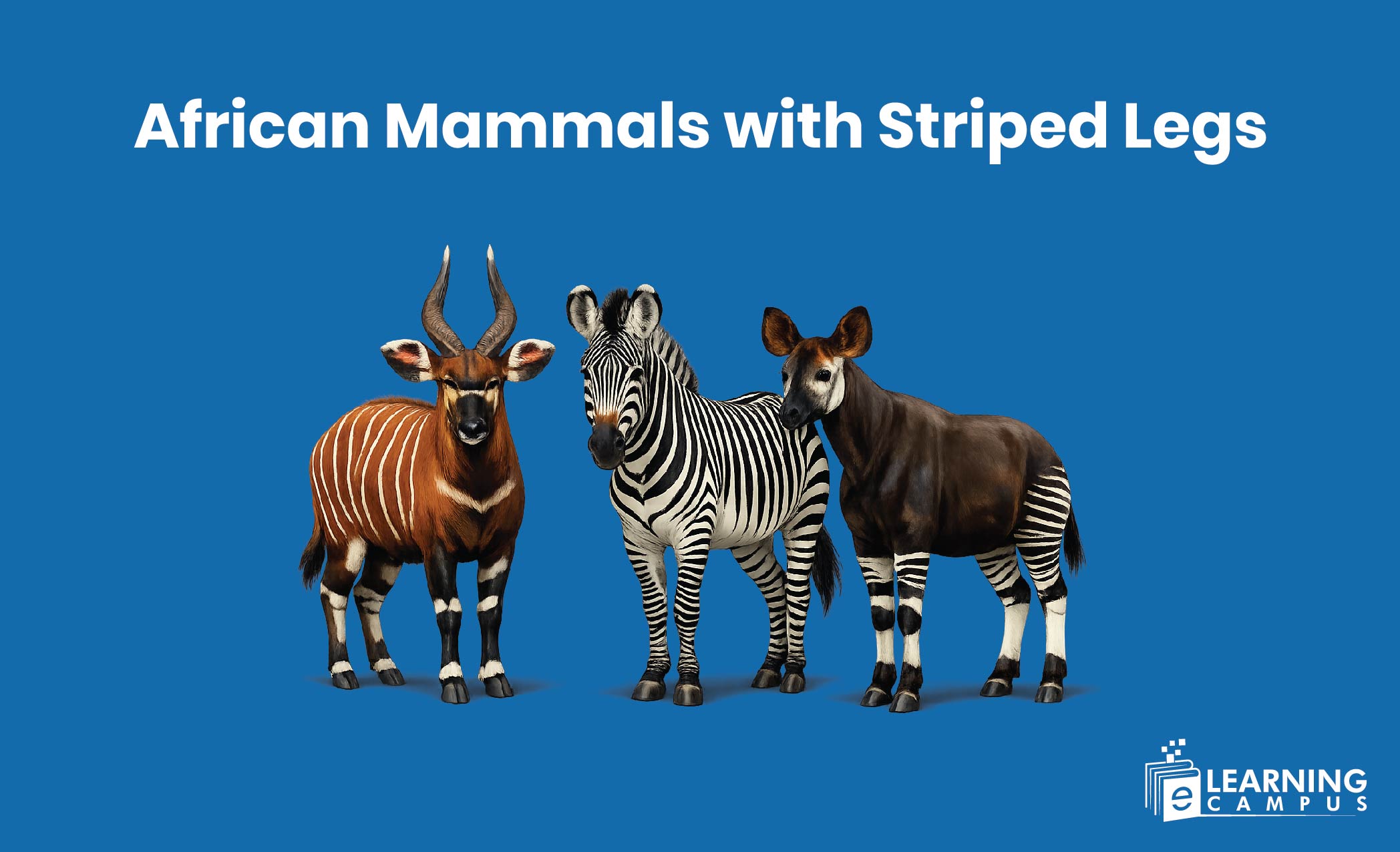 African Mammals with Striped Legs: Zebra, Okapi Rare, Mysterious