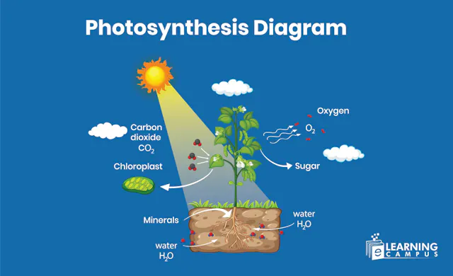 Photosynthesis Diagram Explained: Stages, Equation & Process in Plants