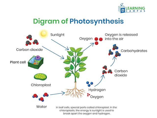 Photosynthesis Diagram Explained: Stages, Equation & Process in Plants