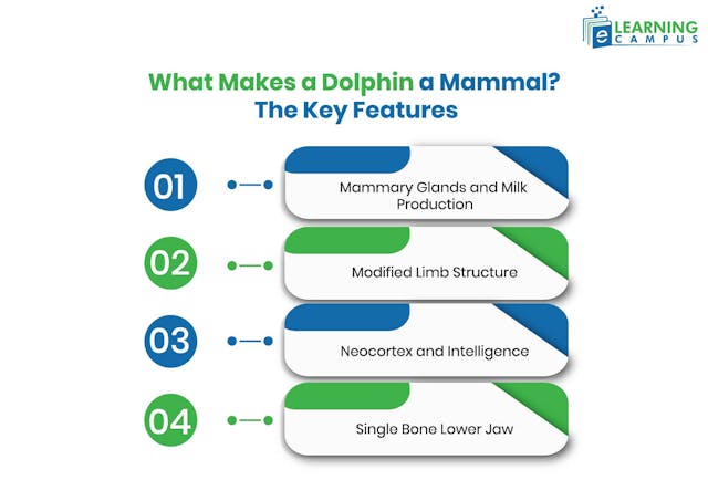 Are Dolphins Mammals? Important Facts | Super Smart Animals