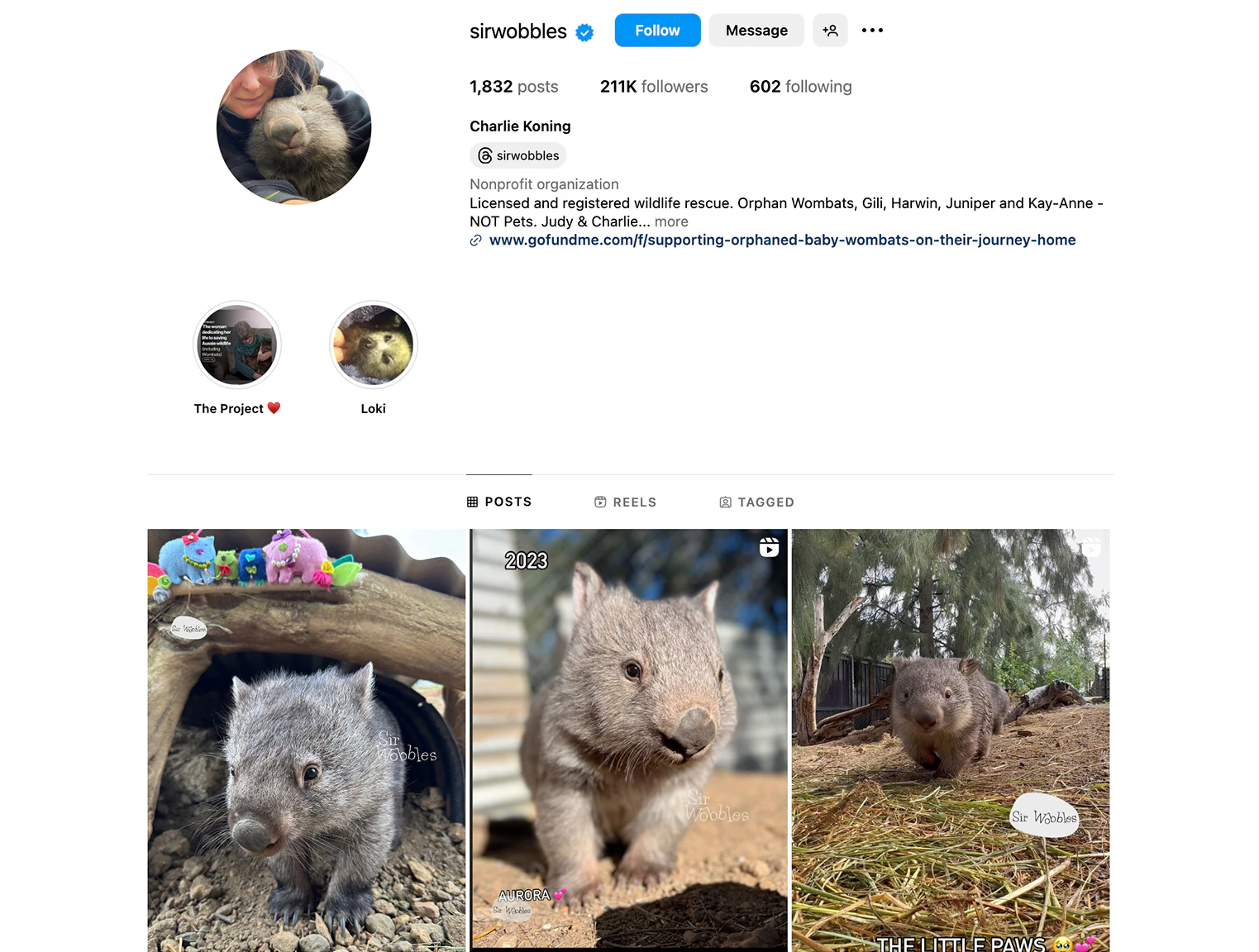 Pet influencers: How animals are taking over our feeds (and our hearts ...