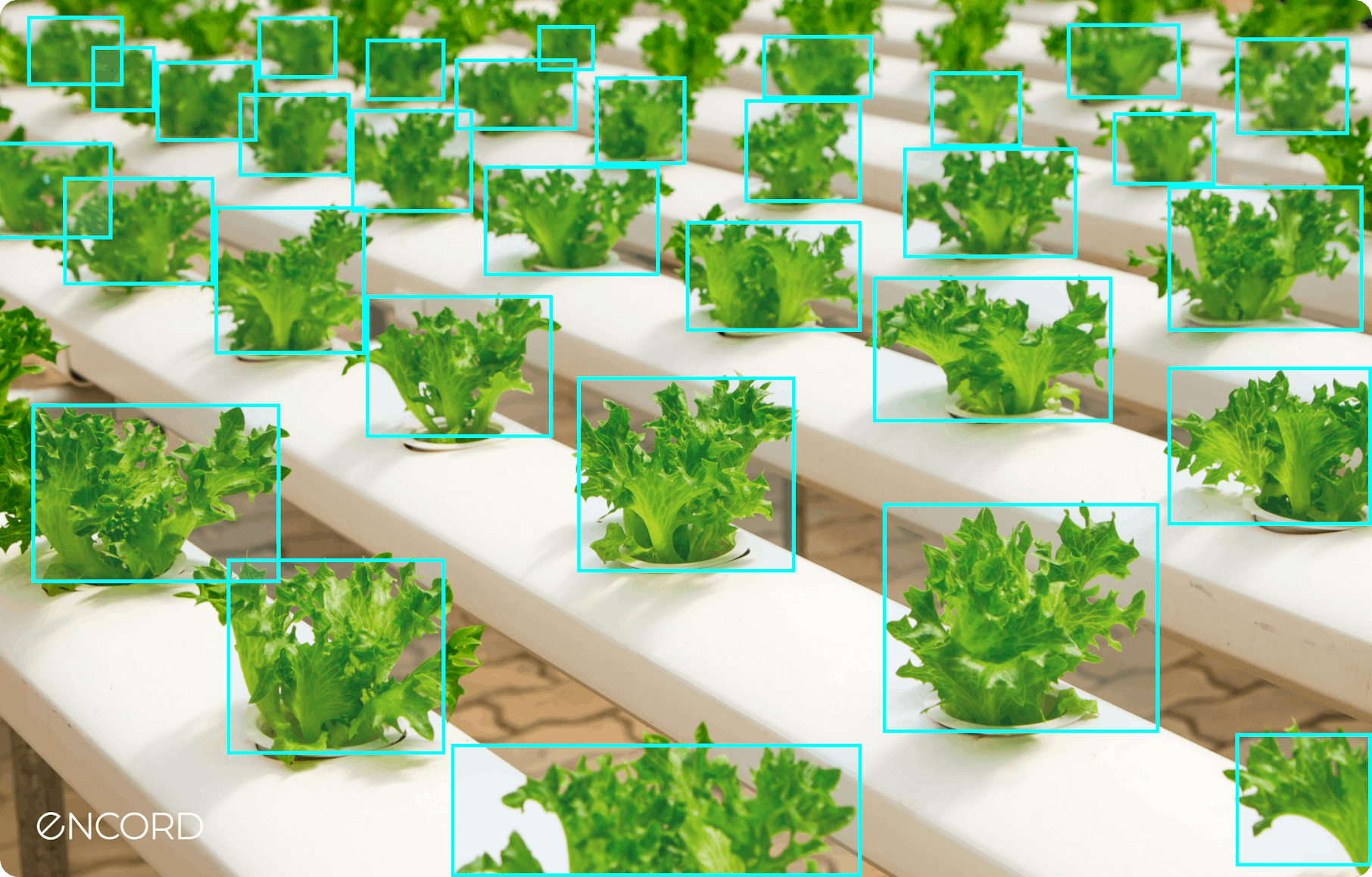 Computer Vision Application In Agriculture Encord