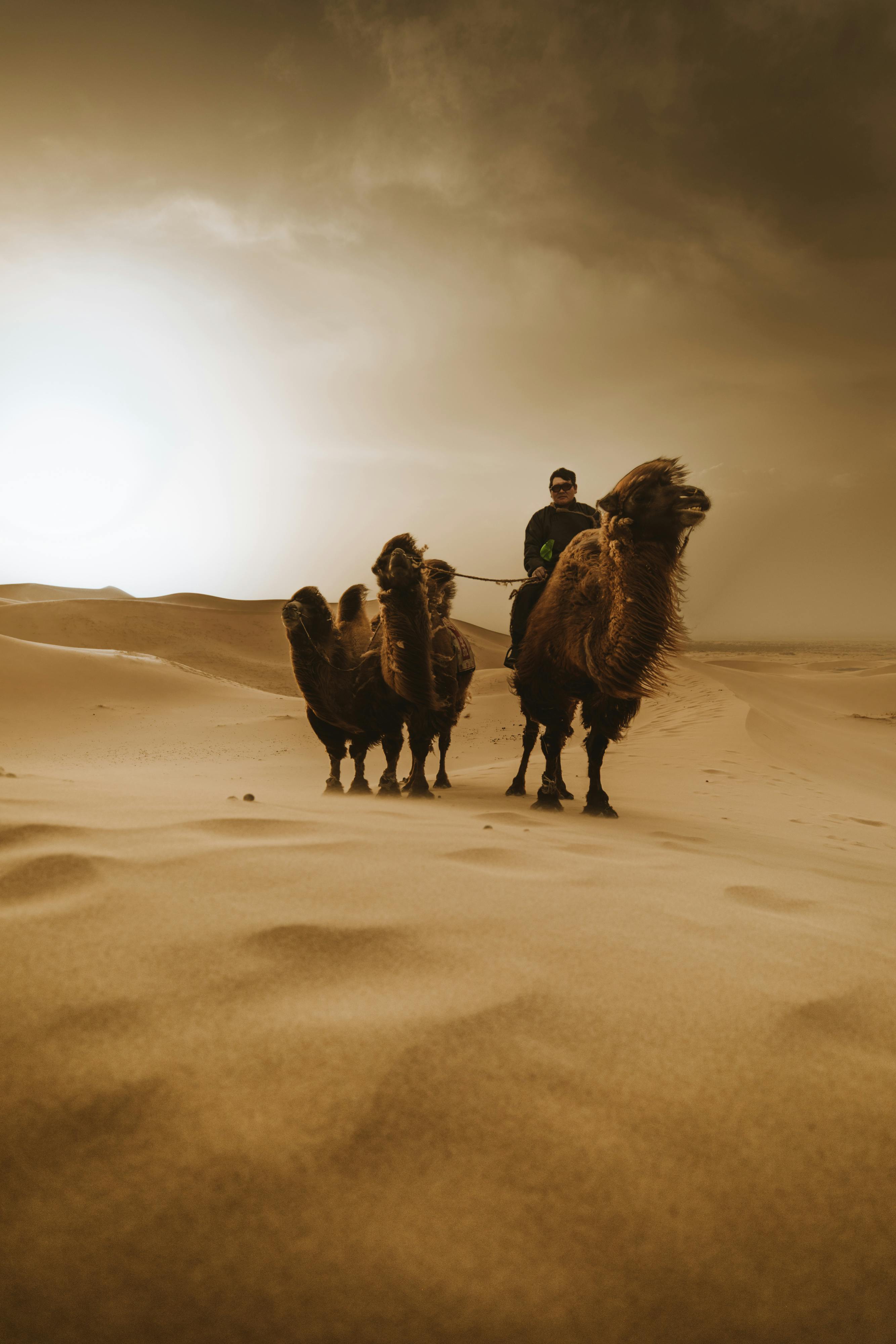 Camel Route - Escape To Mongolia