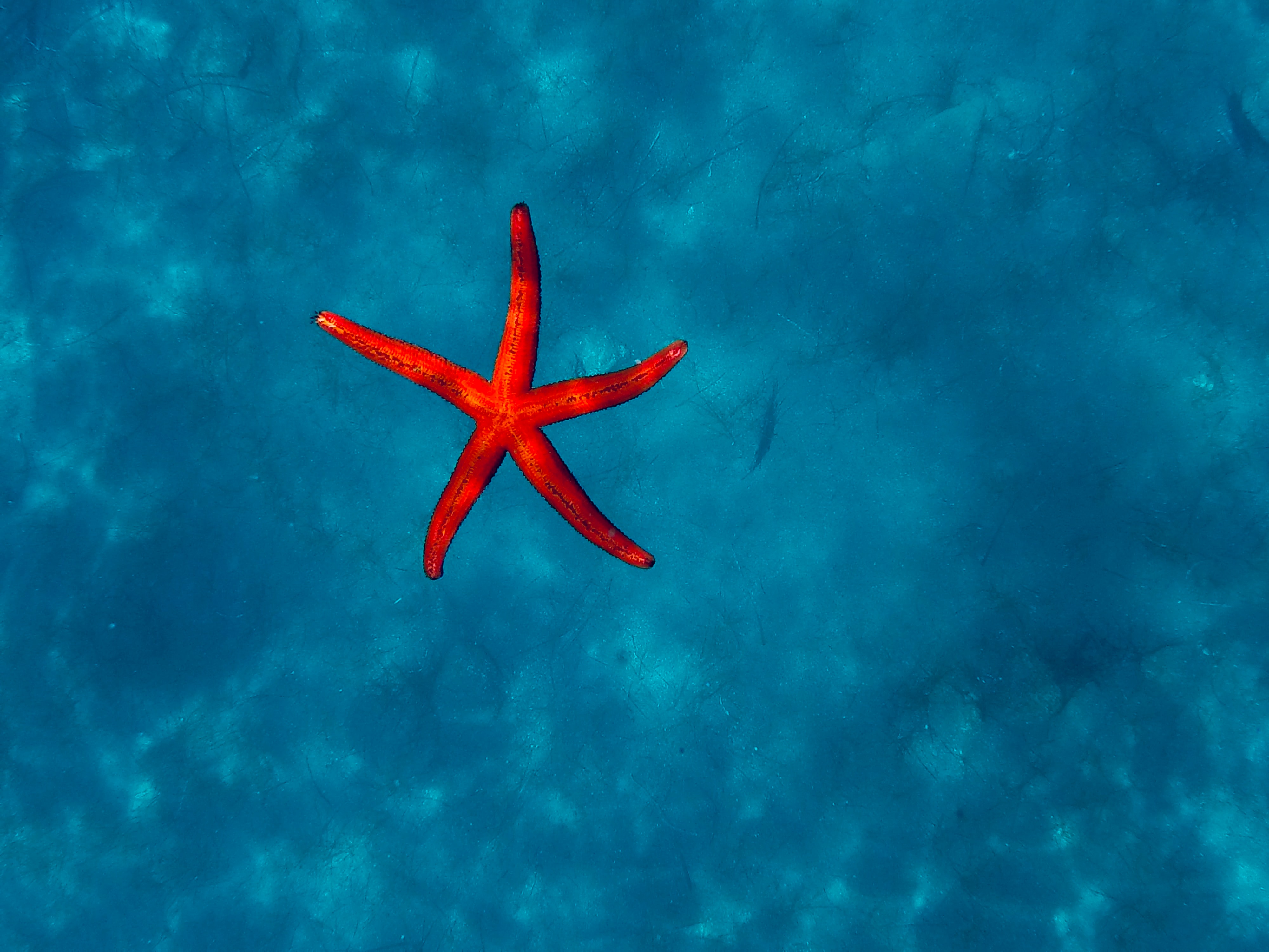 Mission Starfish 2030