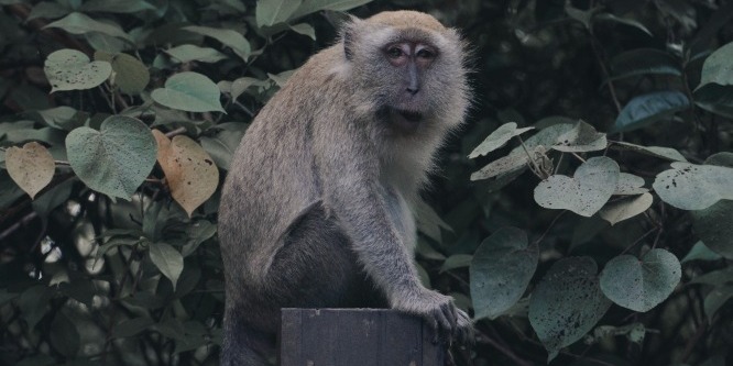 Sungei Buloh Wetland Reserve | Exceptional ALIEN