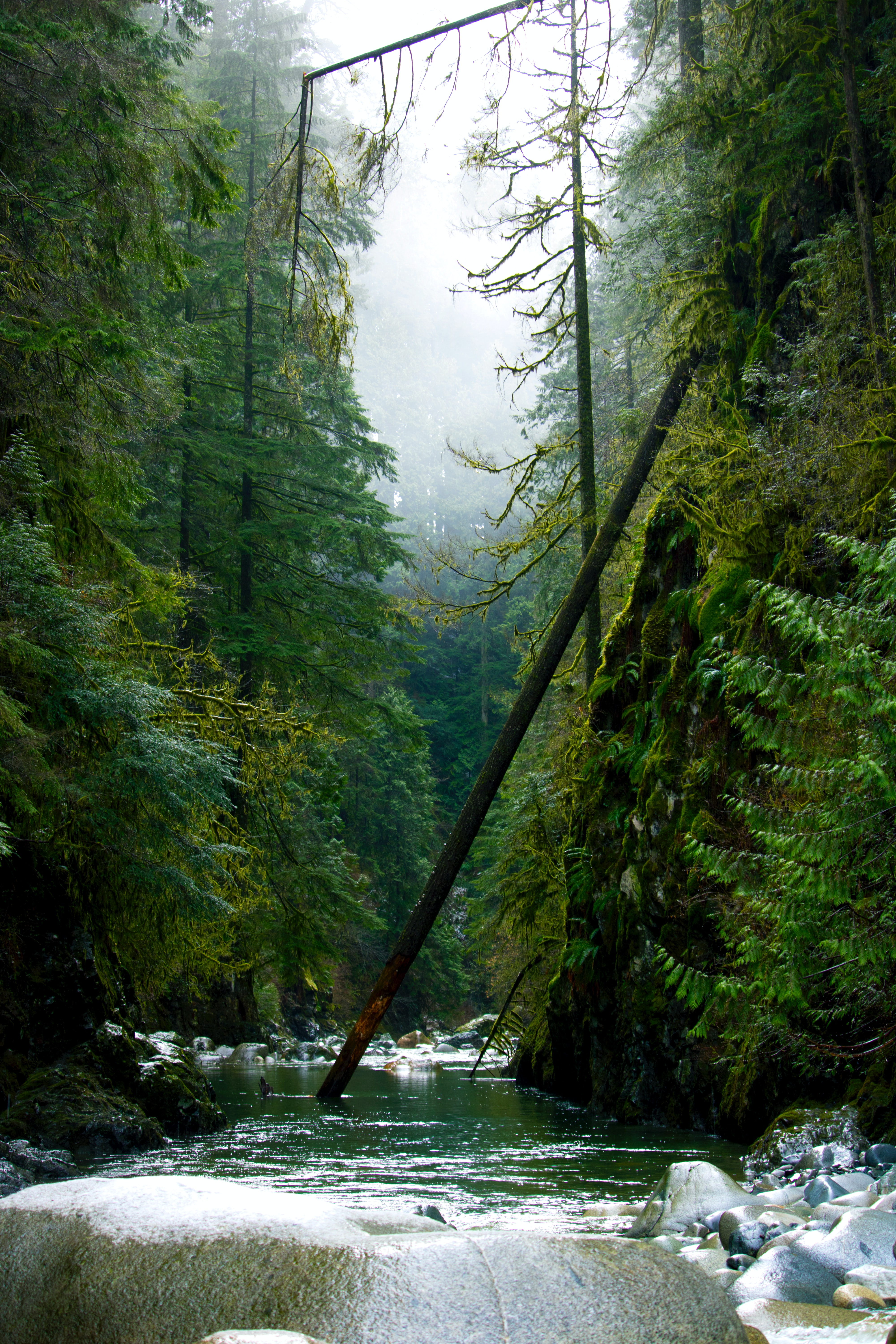 Lynn Headwaters Regional Park | Exceptional ALIEN