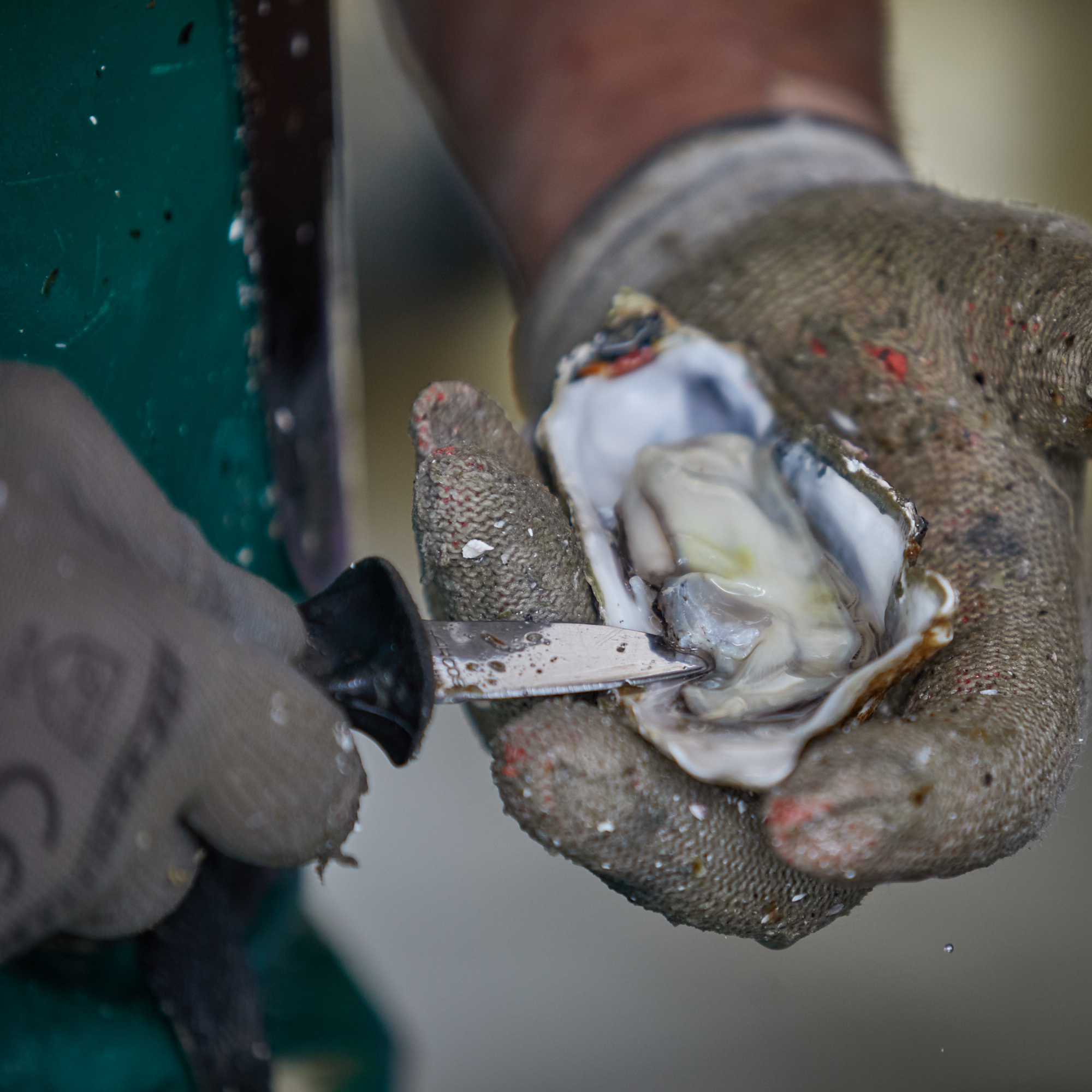 Ohiwa Oyster Farm | Exceptional ALIEN
