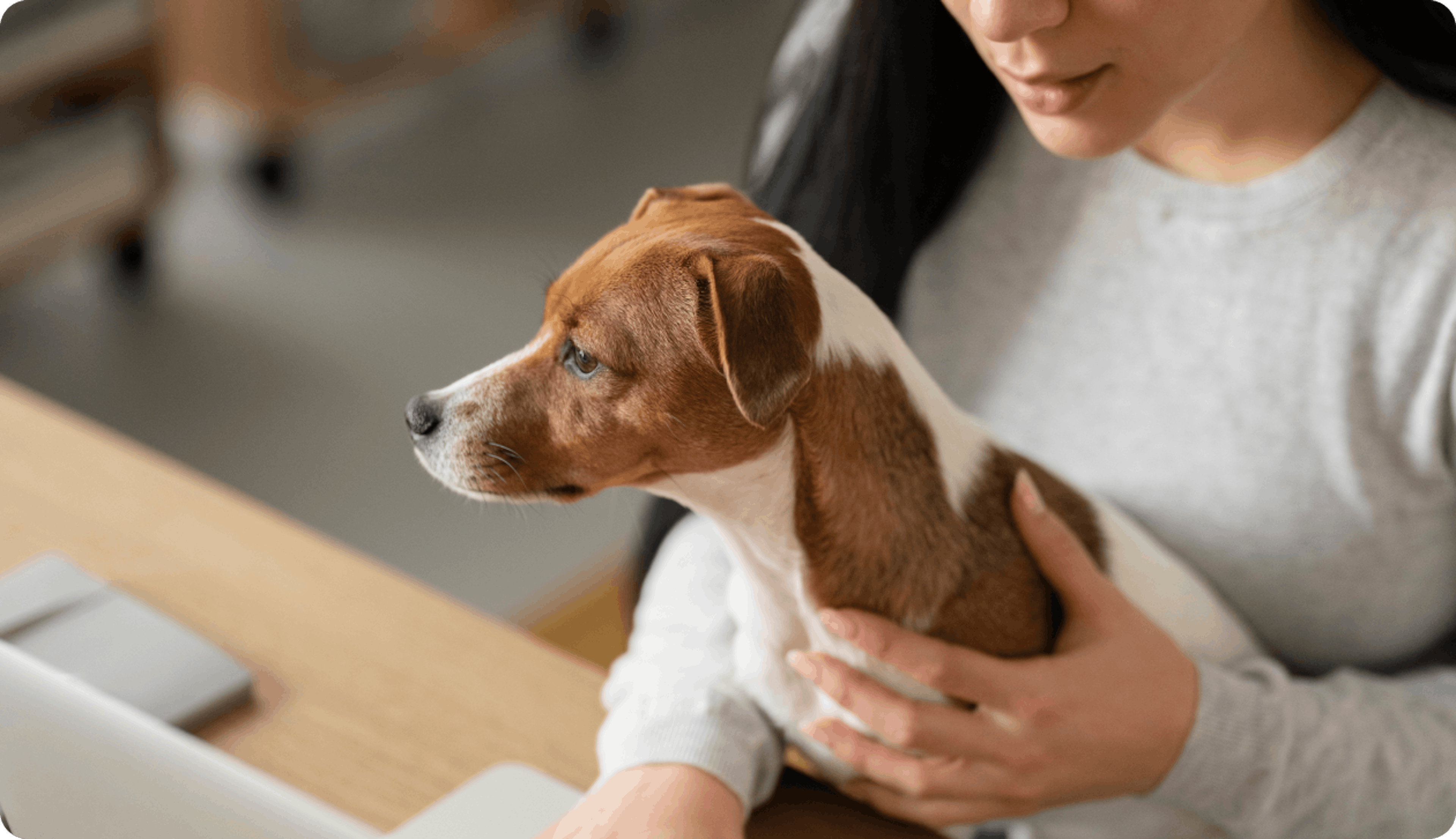 Pet Health Insurance in Germany | Feather