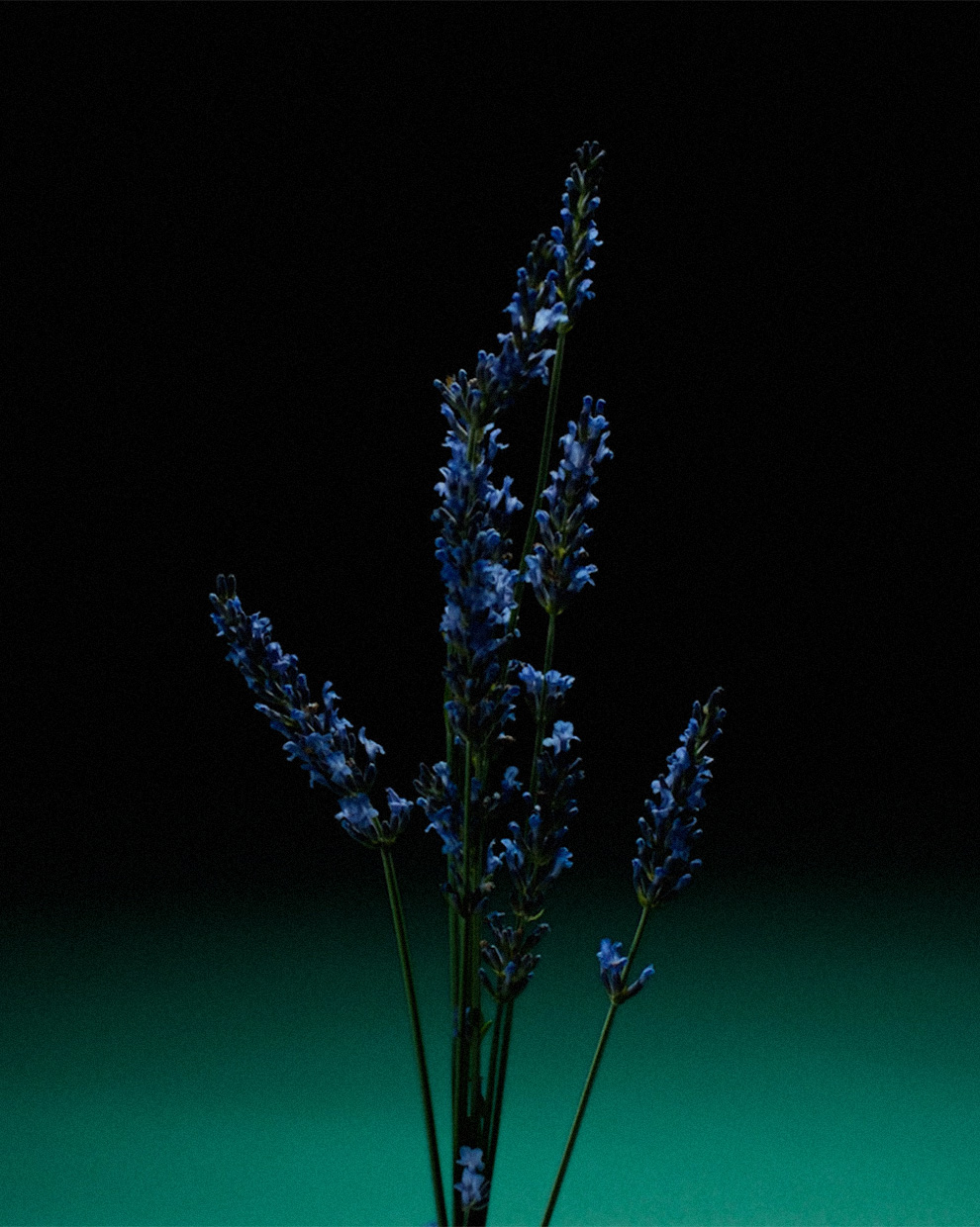 Feld_ Pour Un Homme de Caron