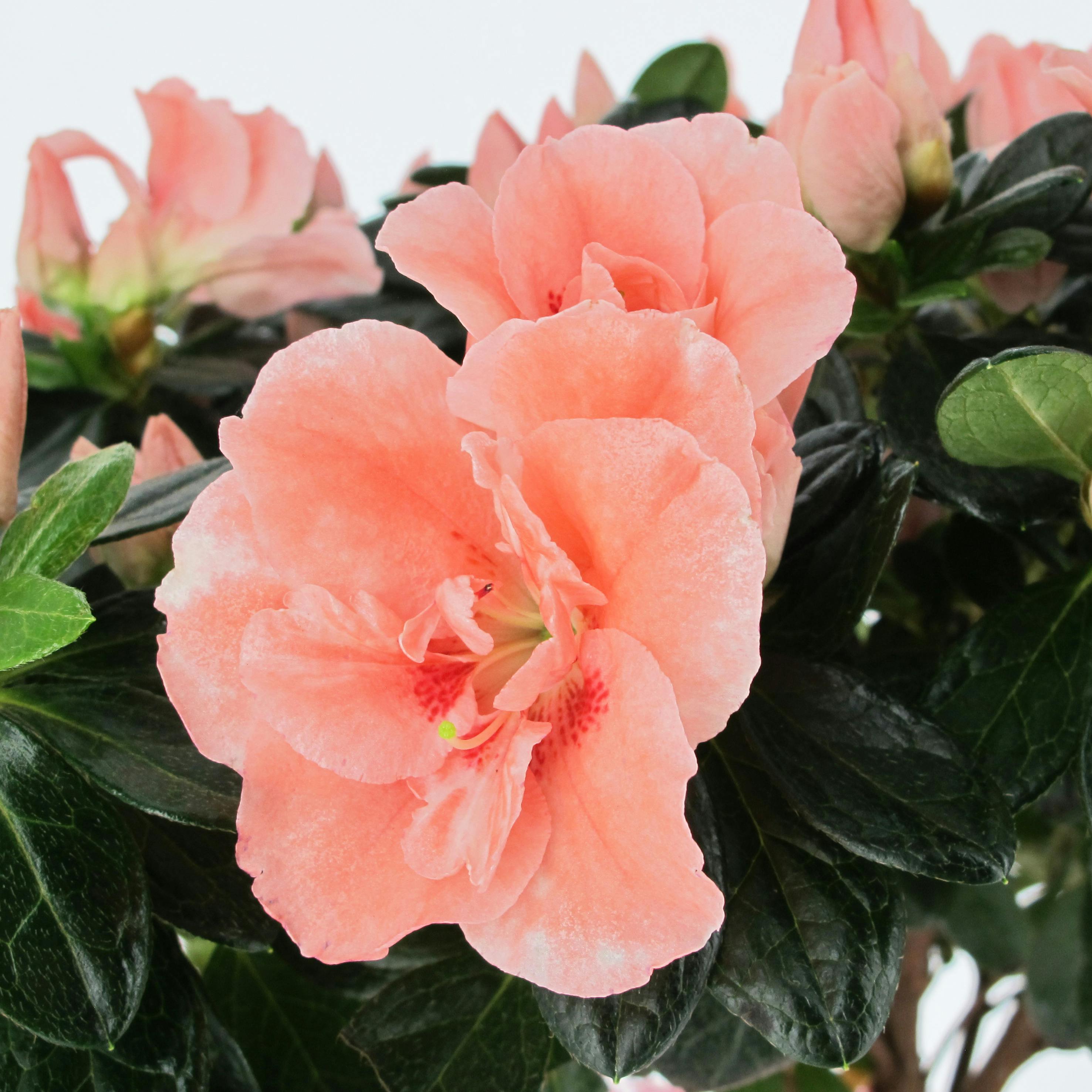 Azalea ad Alberello Rosa
