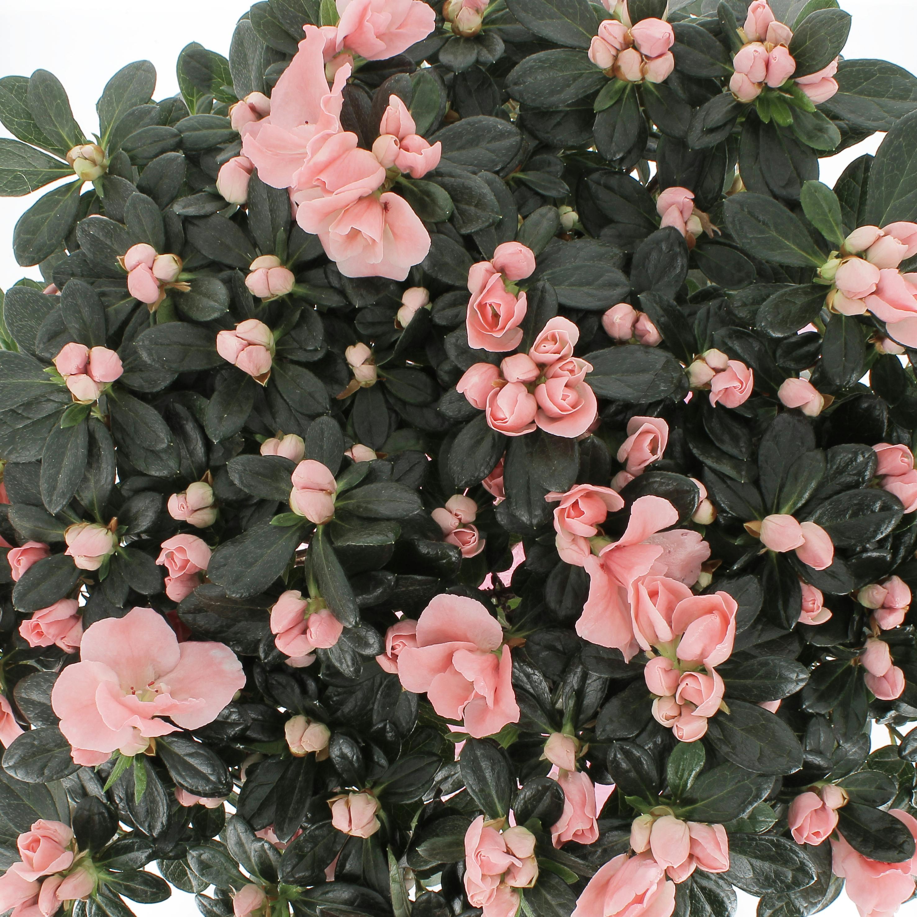 Azalea ad Alberello Rosa