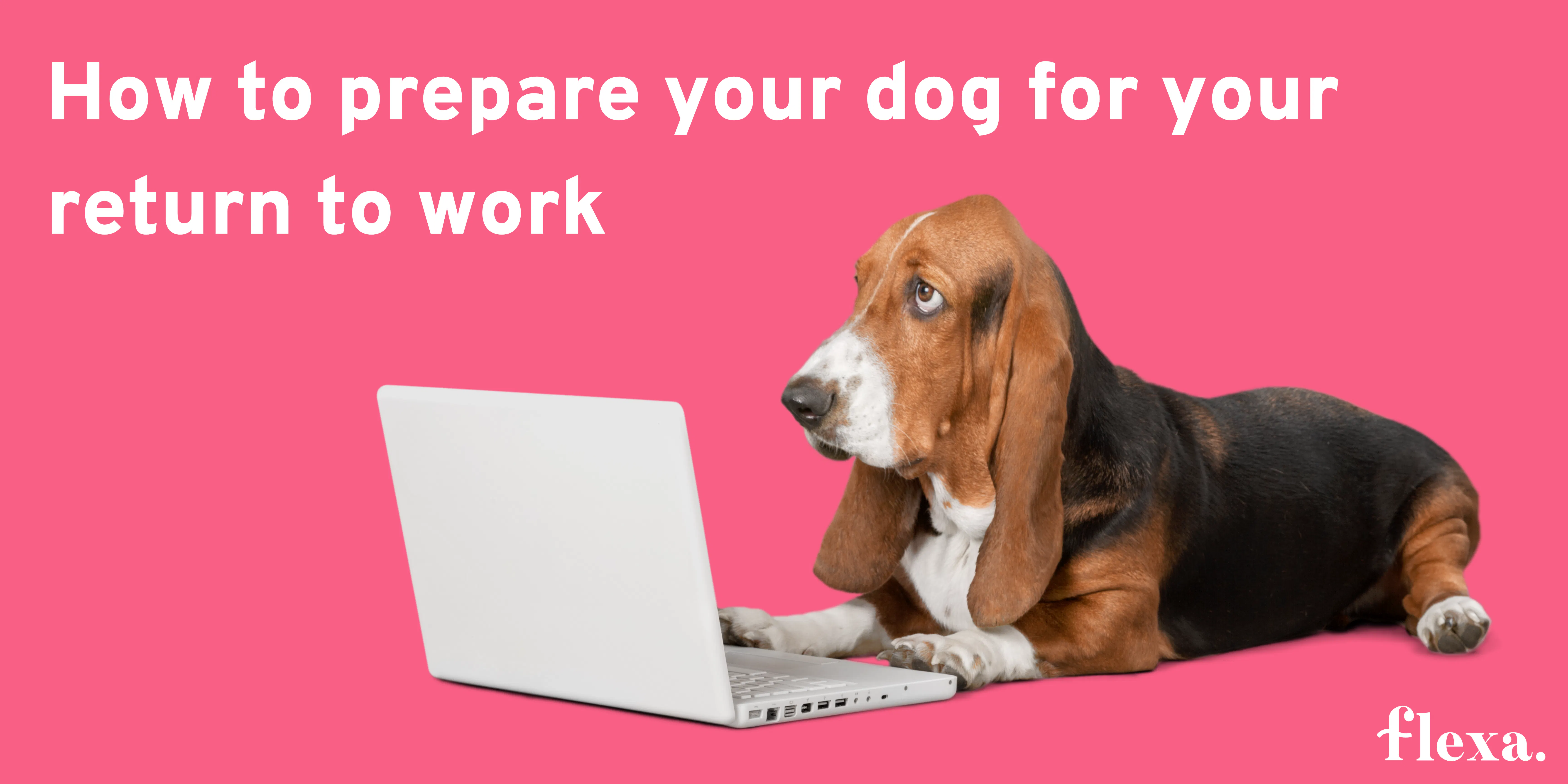 How To Prepare Your Dog For Your Return To Work | Blog | Flexa