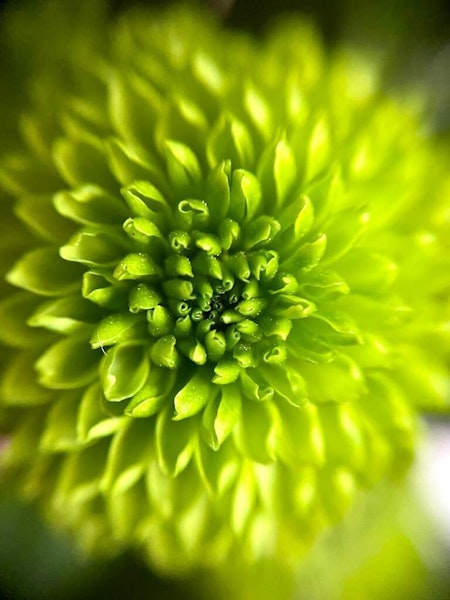 Unveiling the Beauty: Exploring Unique Green Flowers and Their Names