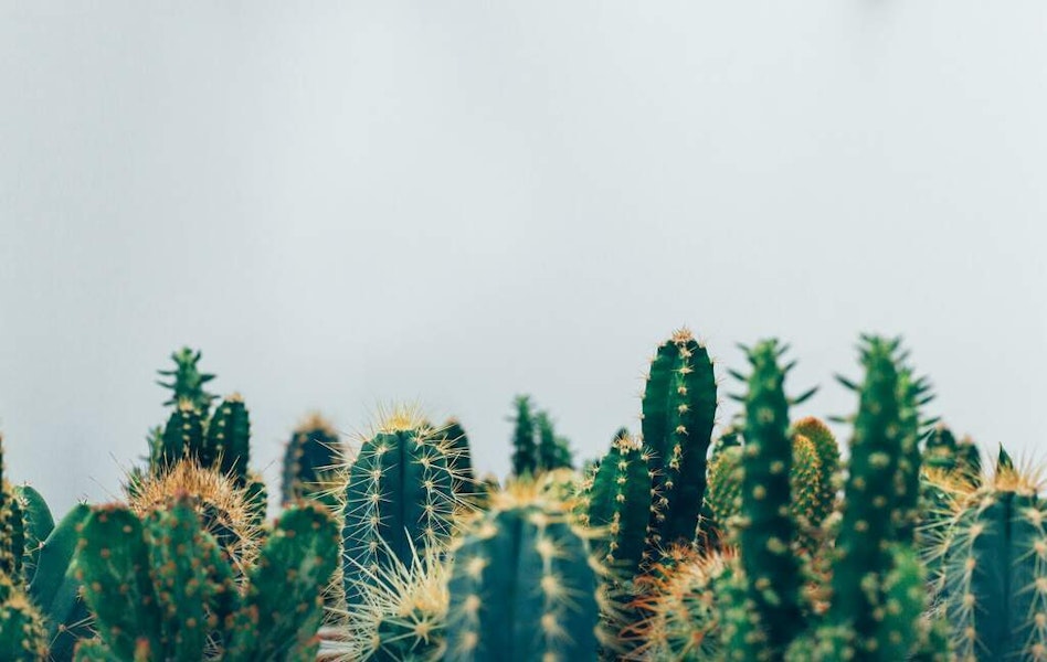 Identification Types of Cacti Chart
