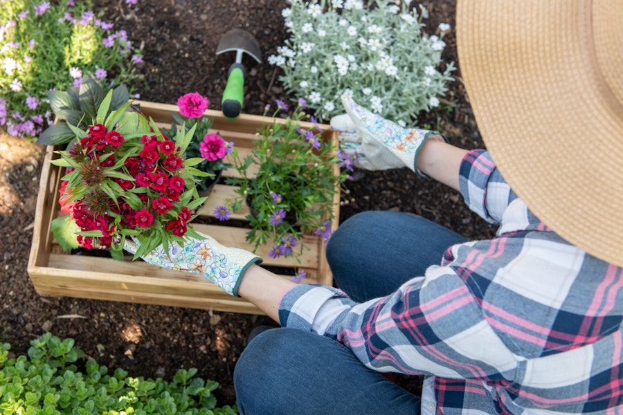 How to Plant Flowers – Everything You Need to Know About Having A ...
