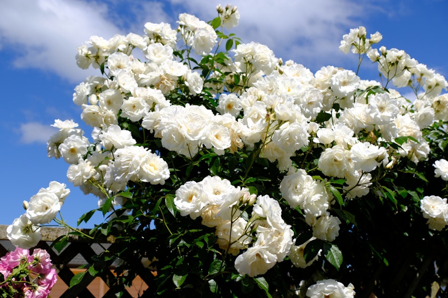 White Rose Meaning: Learning What this Gorgeous Flower Means