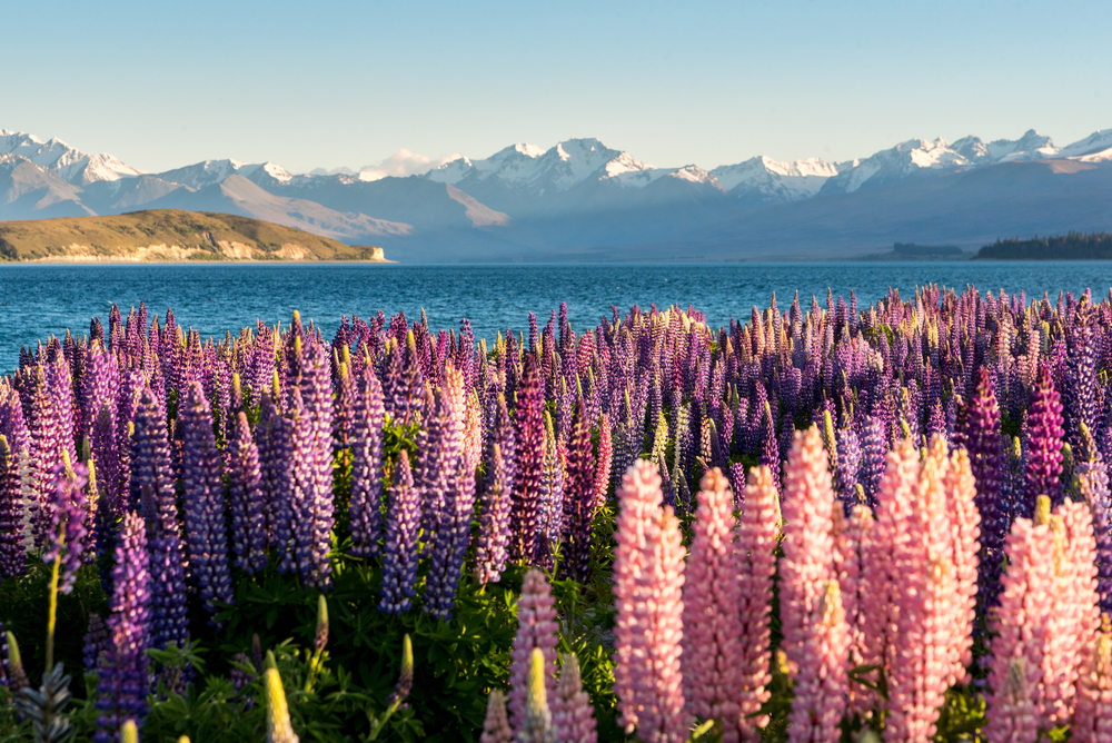 Lupine flower store