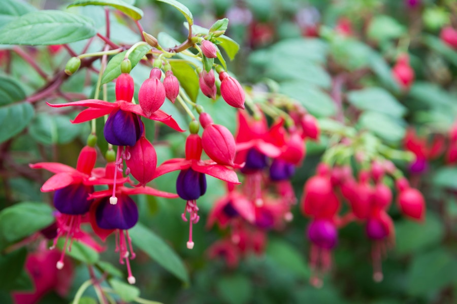 All About the Fuchsia Flower, an Exotic and Unique Plant