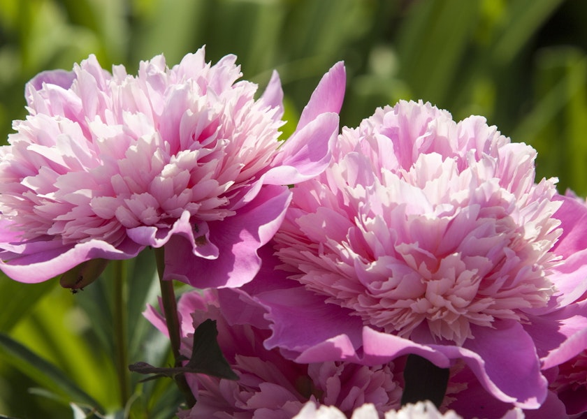 The Peony: The Current Indiana State Flower