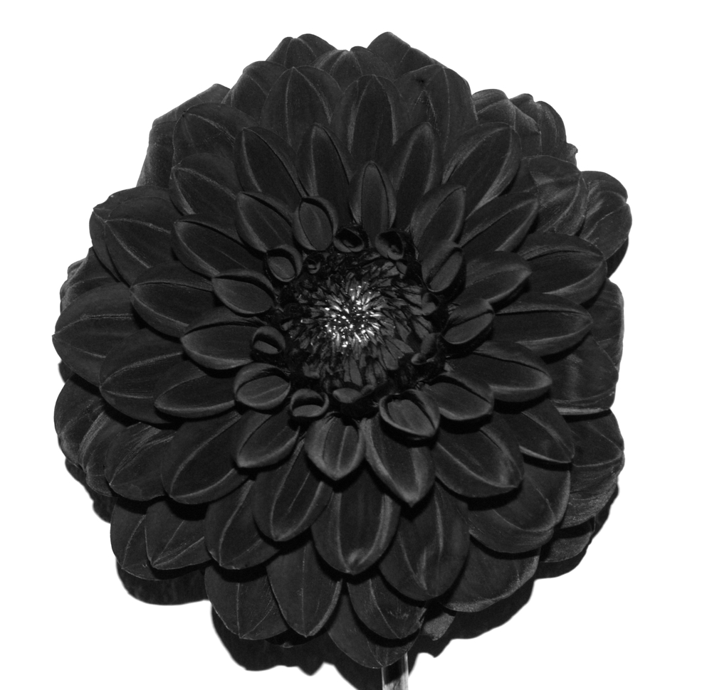 Black dahlia flower store